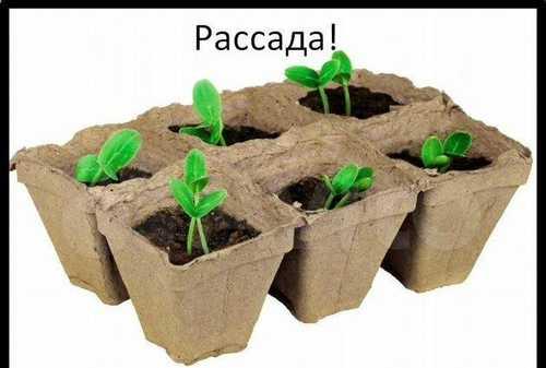 Рассада