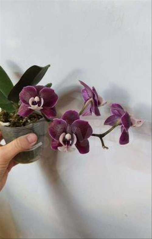 Орхидея Kaoda twinkle