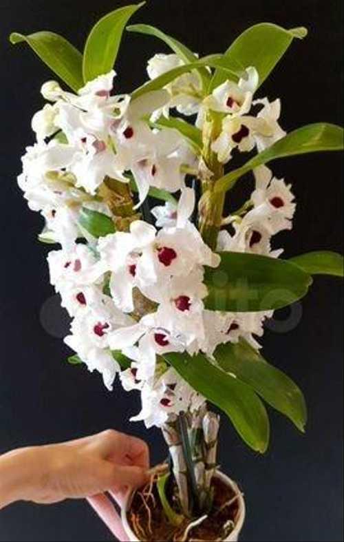 Дендробиум белая ароматная орхидея 95046