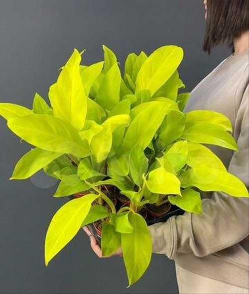 Филодендрон Малай Голд Philodendron Malay Gold