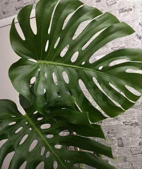 Монстера (Monstera deliciosa)