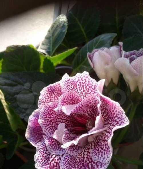 Цветы глоксиния