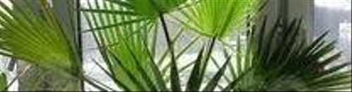 Хамеропс - веерная пальма