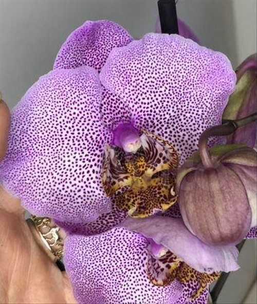 Орхидея манхеттен начала отцветать