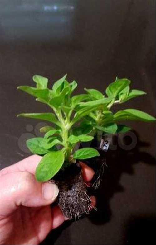 Черенки вегетативной петунии