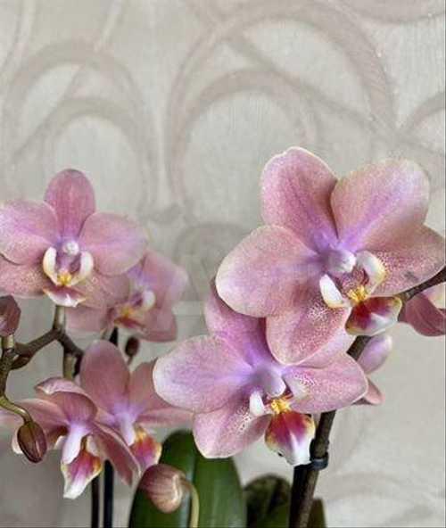 Супер ароматная орхидея Одорион