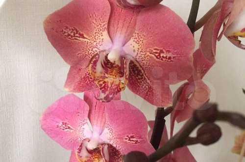 Орхидея фаленопсис Leco Fantastic цветущая