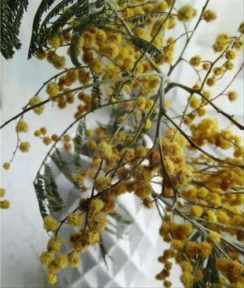 Цветы мимоза