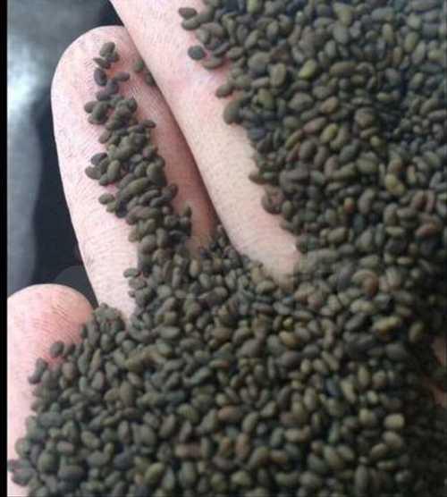 Семена люцерны изменчивой Сорт: Вега 3 рст