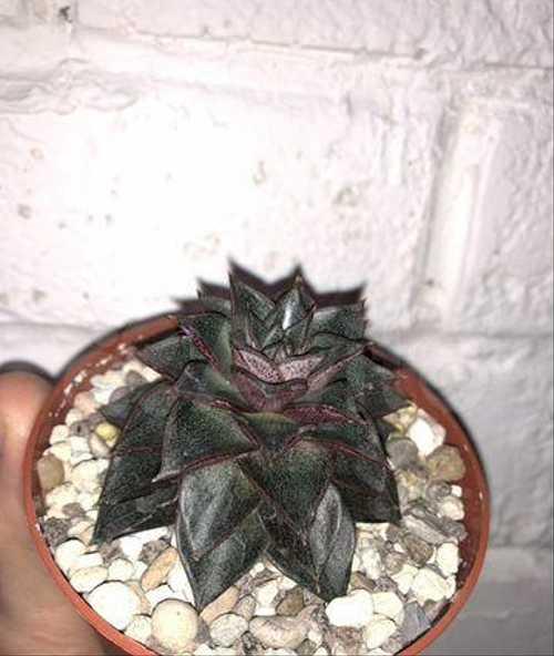 Echeveria purpusorum эхеверия суккуленты