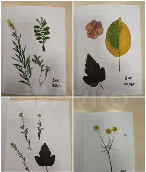 Цветы и листья гербарий для творчества