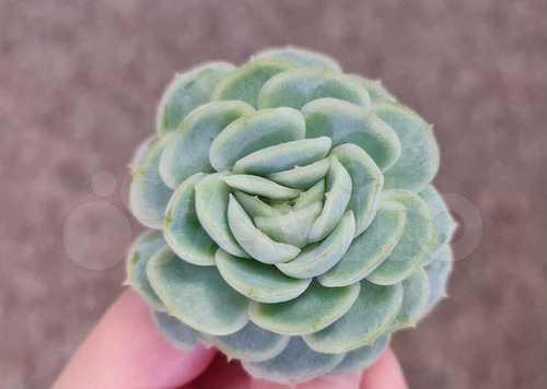 Суккуленты Эчеверии (Echeveria)