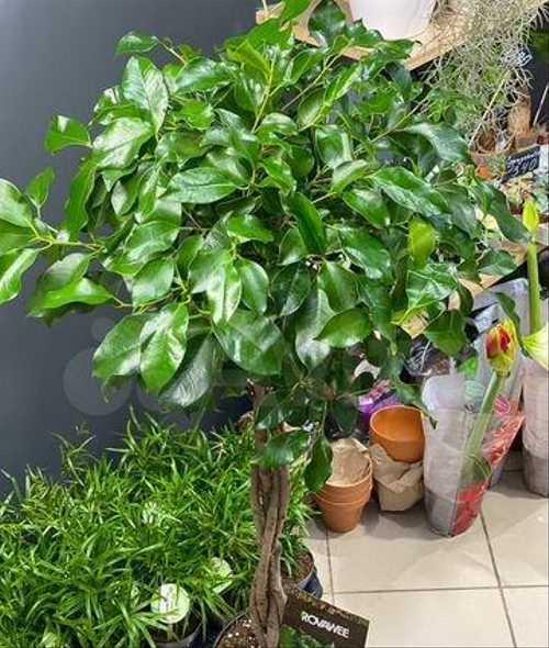 Фикус коса Ficus microcarpa Nitida Braided Stem