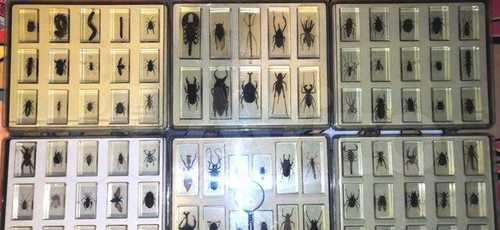 Коллекция «Настоящие насекомые и их знакомые»