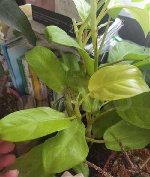Филодендрон Lemon Lime