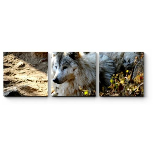 Модульная картина Гималайский волк 150x50