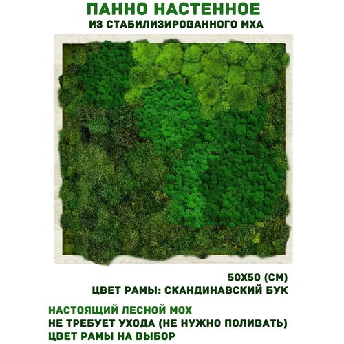 Панно из стабилизированно мха GardenGo в рамке цвета скандинавский бук, 50х50 см, цвет мха зеленый