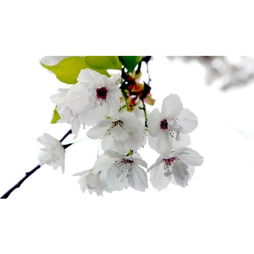 Картина на холсте 60x110 LinxOne "Белые цветы на ветке черешни" интерьерная для дома / на стену / на кухню / с подрамником