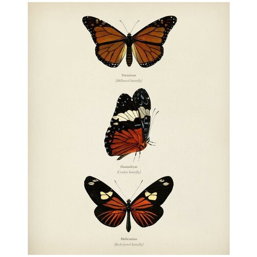 Постер / Плакат / Картина Бабочки - Трио бархатных бабочек 40х50 см в подарочном тубусе