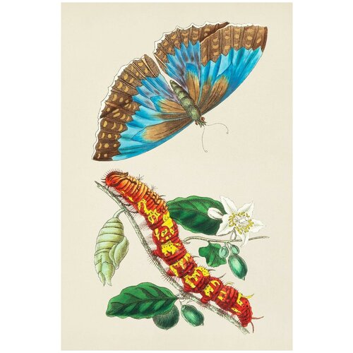 Постер / Плакат / Картина Бабочки - Голубая бабочка и оранжевая гусеница 50х70 см в подарочном тубусе