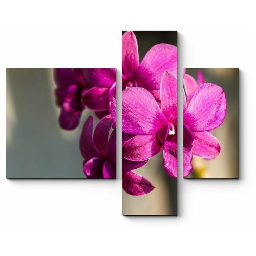 Модульная картина Королева цветов - прекрасная орхидея 80x66