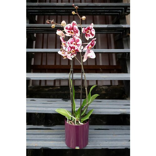 Орхидея Фаленопсис "Пурпурный Тигр" в керамике