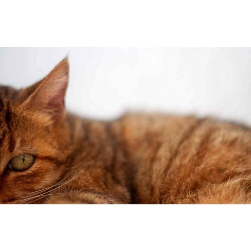 Картина на холсте 60x110 LinxOne "Кот, морда, полосатый, пушистый" интерьерная для дома / на стену / на кухню / с подрамником
