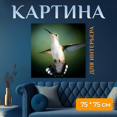 Картина на холсте "Птица, колибри, полет" на подрамнике 75х75 см. для интерьера
