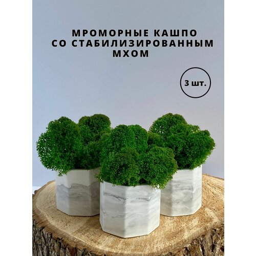 Кашпо со стабилизированным мхом 3 шт, Мраморный гипс, Зеленый ягель, Декор для дома / Настольное украшение