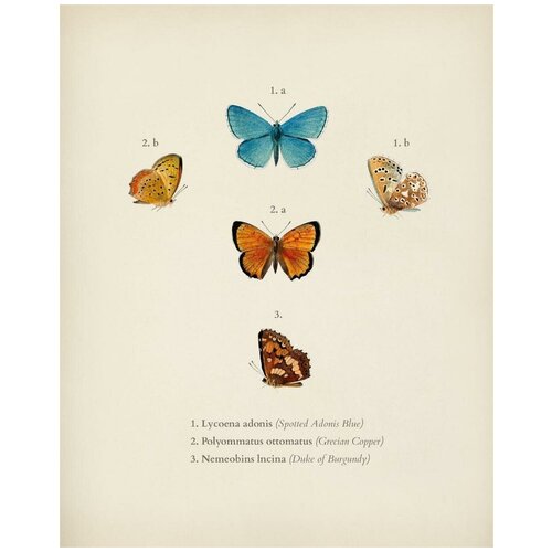 Постер / Плакат / Картина Бабочки - Маленькие двухцветные бабочки 90х120 см в подарочном тубусе