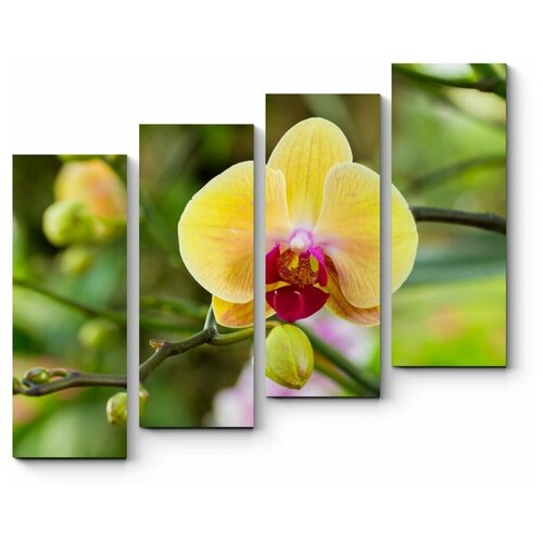 Модульная картина Тропическая орхидея, цветущая в летнем саду 170x147