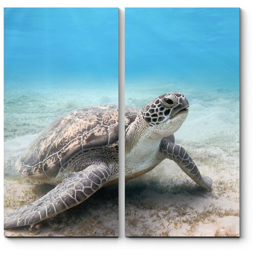 Модульная картина Чарующая подводная черепаха 40x40