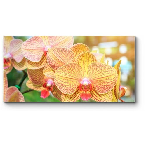 Модульная картина Тайская орхидея 180x90