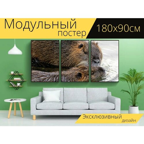 Модульный постер "Нутрия, животные, вода" 180 x 90 см. для интерьера