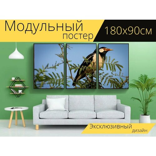 Модульный постер "Пестрая майна, птица, филиал" 180 x 90 см. для интерьера