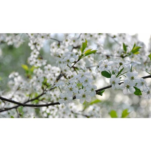 Картина на холсте 60x110 Альянс Лес "Вишня цветение дерево весна" на подрамнике / интерьер/ декор
