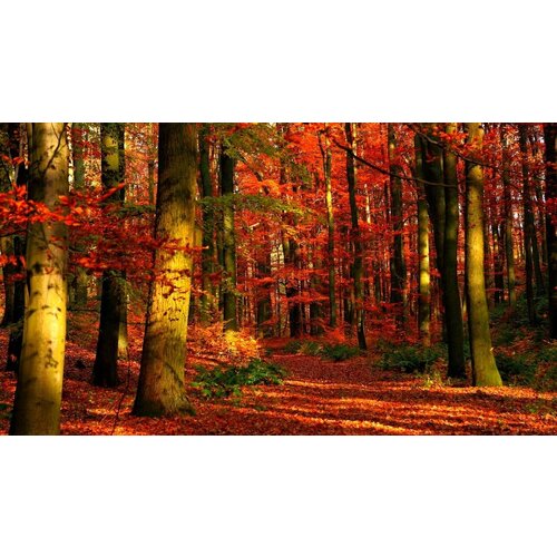 Картина на холсте 60x110 Альянс Лес "Листва Осень Ствол деревьев" на подрамнике / интерьер/ декор
