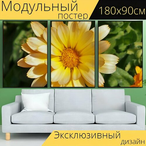 Модульный постер "Ноготки, желтый цветок, летний цветок" 180 x 90 см. для интерьера