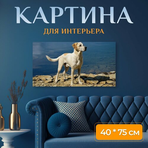 Картина на холсте "Собака, вода, красивая" на подрамнике 75х40 см. для интерьера