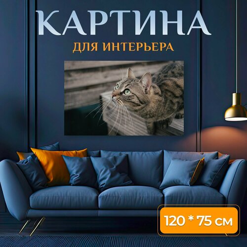 Картина на холсте "Кошка, полосатый, домашний питомец" на подрамнике 120х75 см. для интерьера