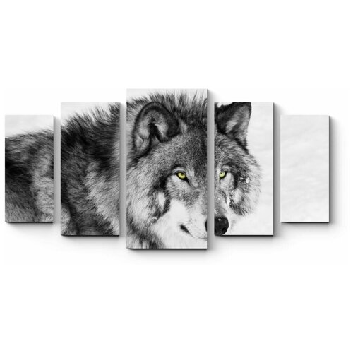 Модульная картина Черно-белый портрет волка 100x55