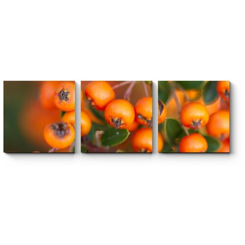Модульная картина Спелые ягоды рябины 100x33
