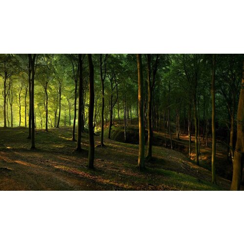 Картина на холсте 60x110 Альянс Лес "Свет лес природа" на подрамнике / интерьер/ декор