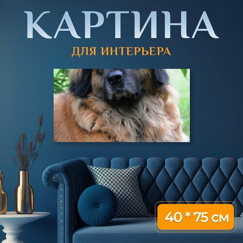 Картина на холсте "Леонбергер, собака, животное" на подрамнике 75х40 см. для интерьера