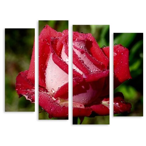 Модульная картина на холсте "Роскошная роза" 90x74 см