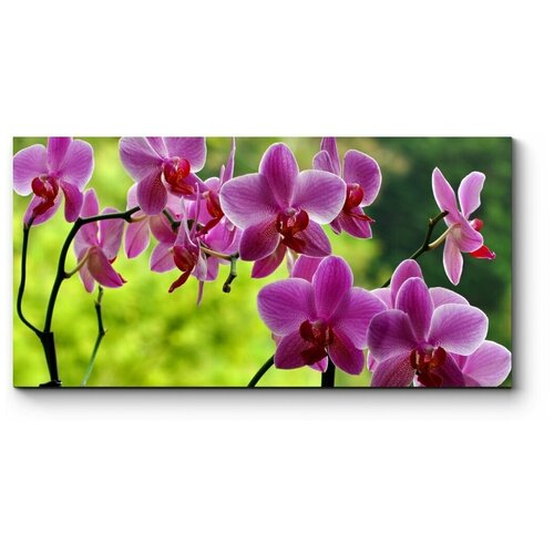 Модульная картина Неподражаемые орхидеи 60x30