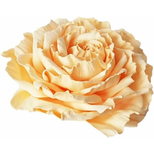 Заколка-брошь для волос/одежды/сумки большой цветок роза кремовая 0029