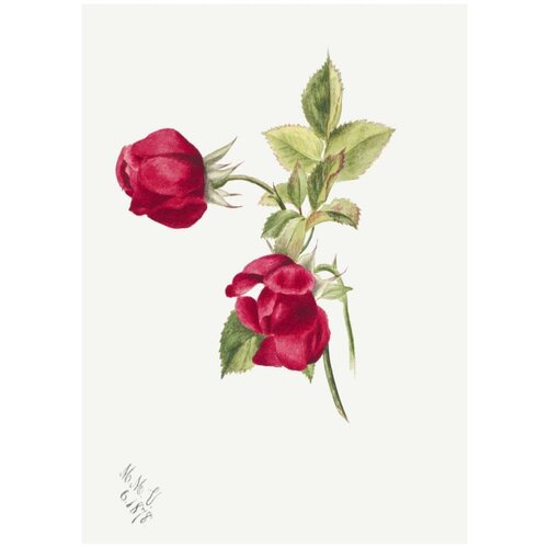 Постер / Плакат / Картина Дикие цветы - Красная Роза 60х90 см в подарочном тубусе