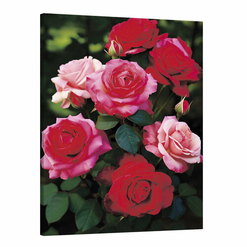 Интерьерная картина 50х70 "Розы в забытом саду"