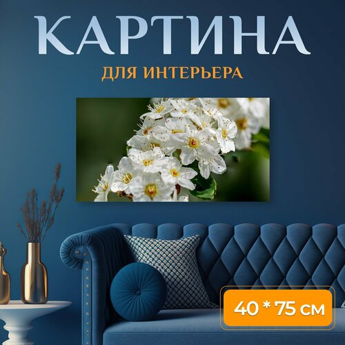 Картина на холсте "Цветы, белые цветки, весна" на подрамнике 75х40 см. для интерьера